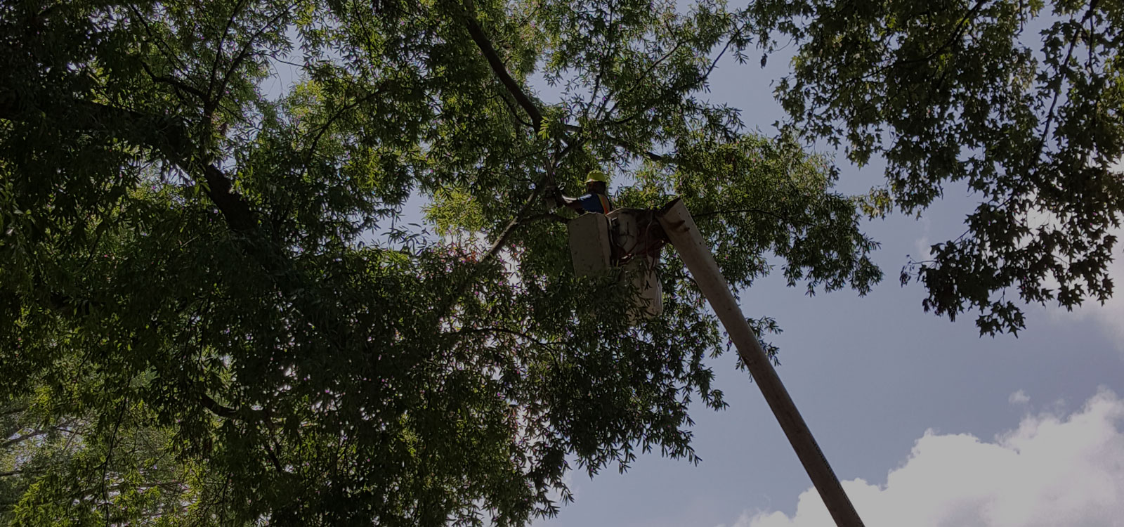 Arbor MD Tree Care – Tree Service in Memphis – Germantown, Tennessee