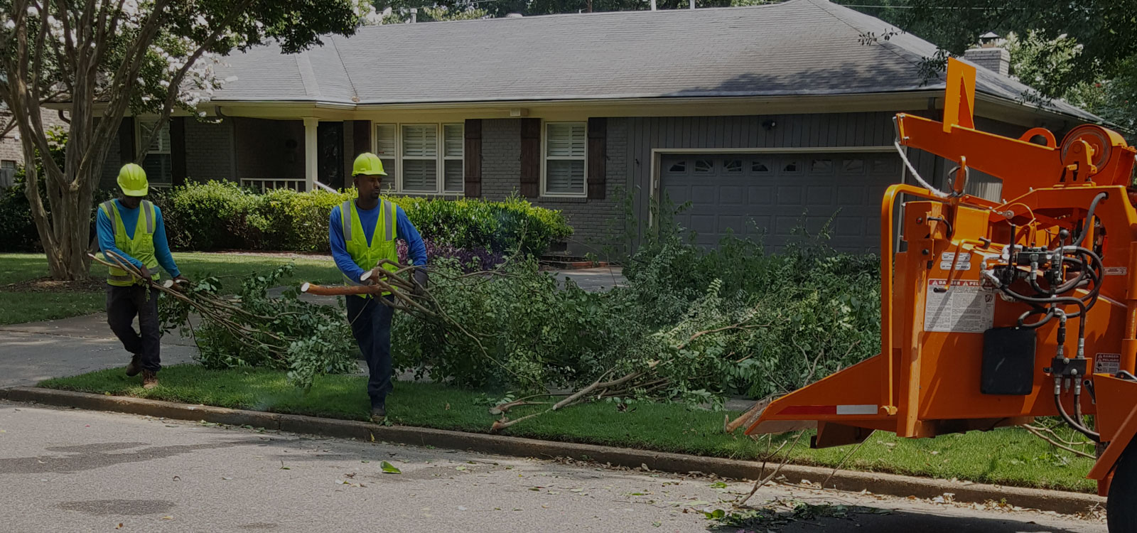 Arbor MD Tree Care – Tree Service in Memphis – Germantown, Tennessee
